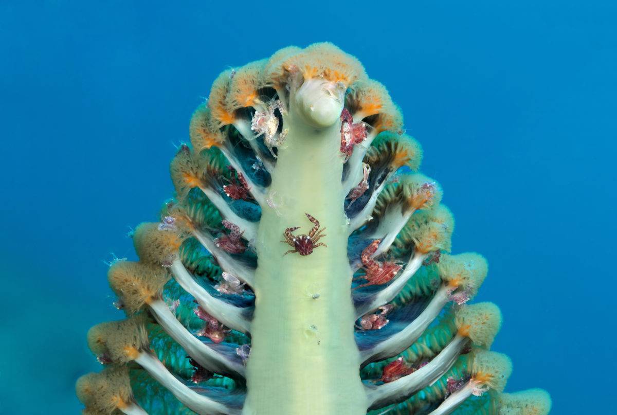 Secrets Océans - Laurent Ballesta